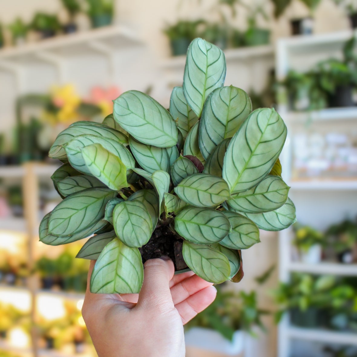 4IN Calathea burle marxii "fishbone" | Pita's Planters